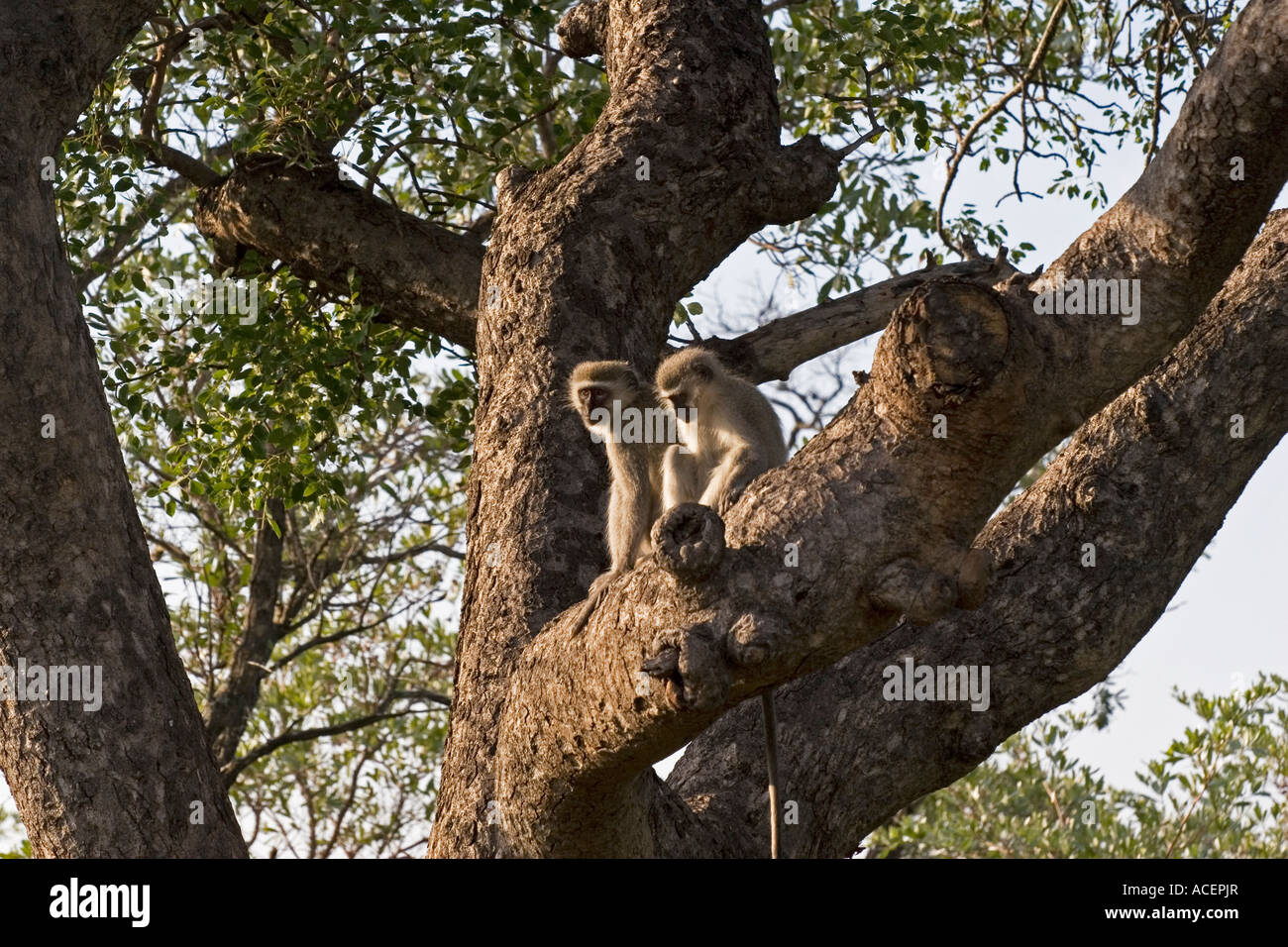 Two Vervet monkeys in tree, Kruger National Park, South Africa Stock ...