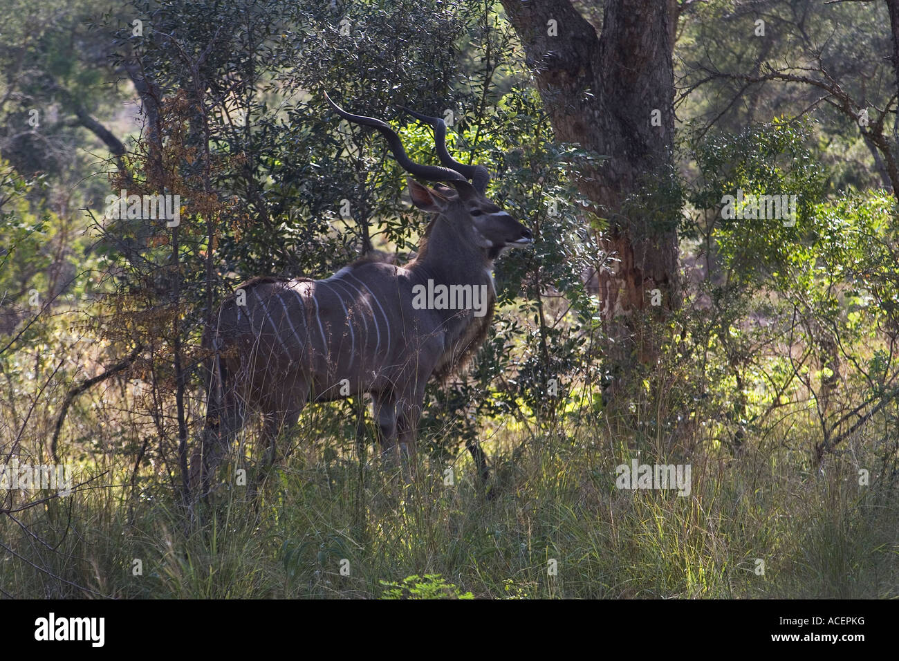 Male Greater Kudu camouflaged in woodland habitat, Kruger National Park ...
