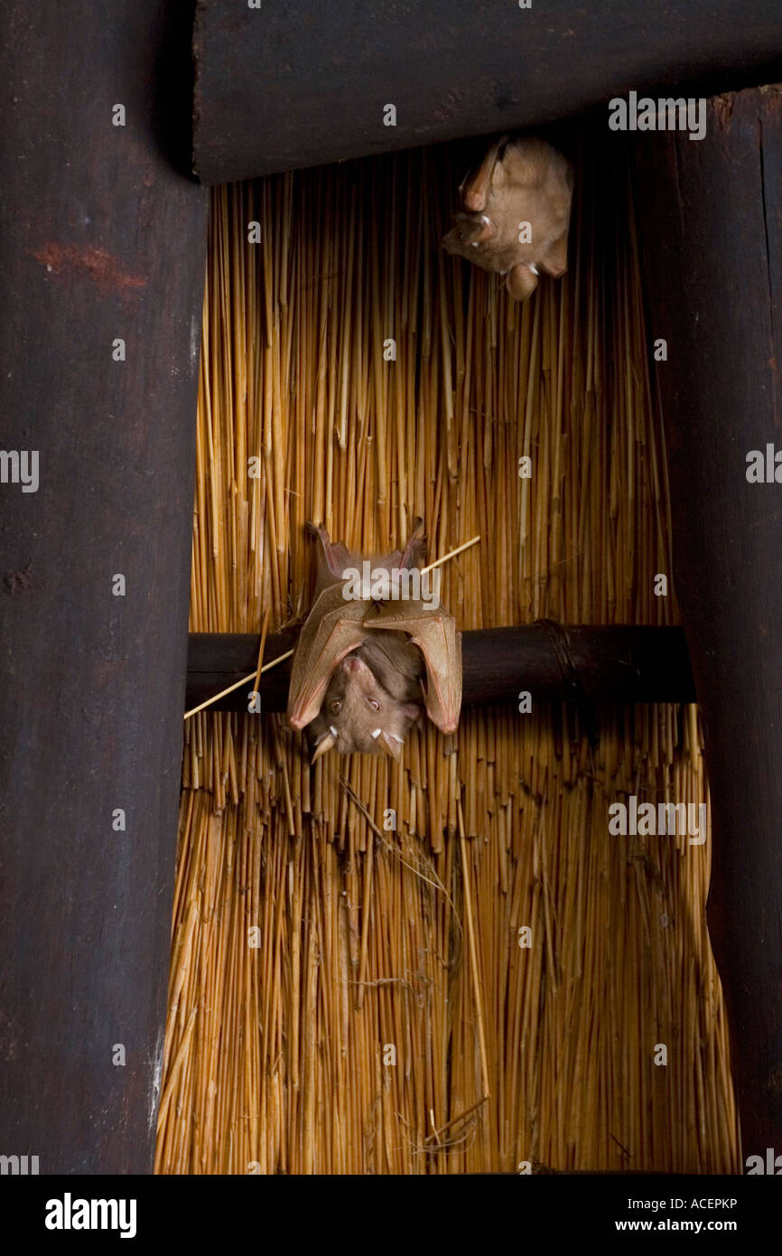 Peters Epauletted Fruit Bats roosting under thatched roof, Kruger ...