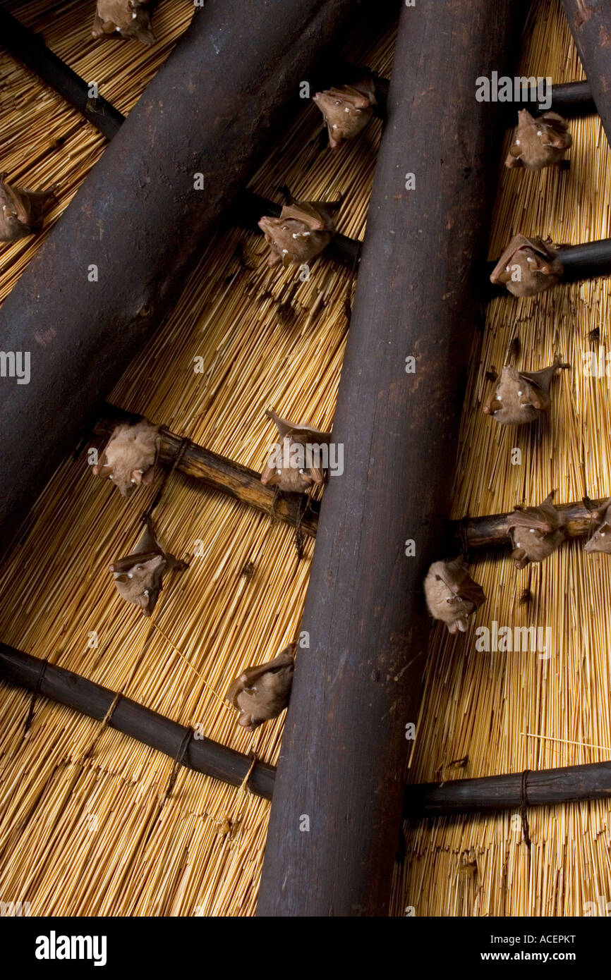 Peters Epauletted Fruit Bats roosting under thatched roof, Kruger ...