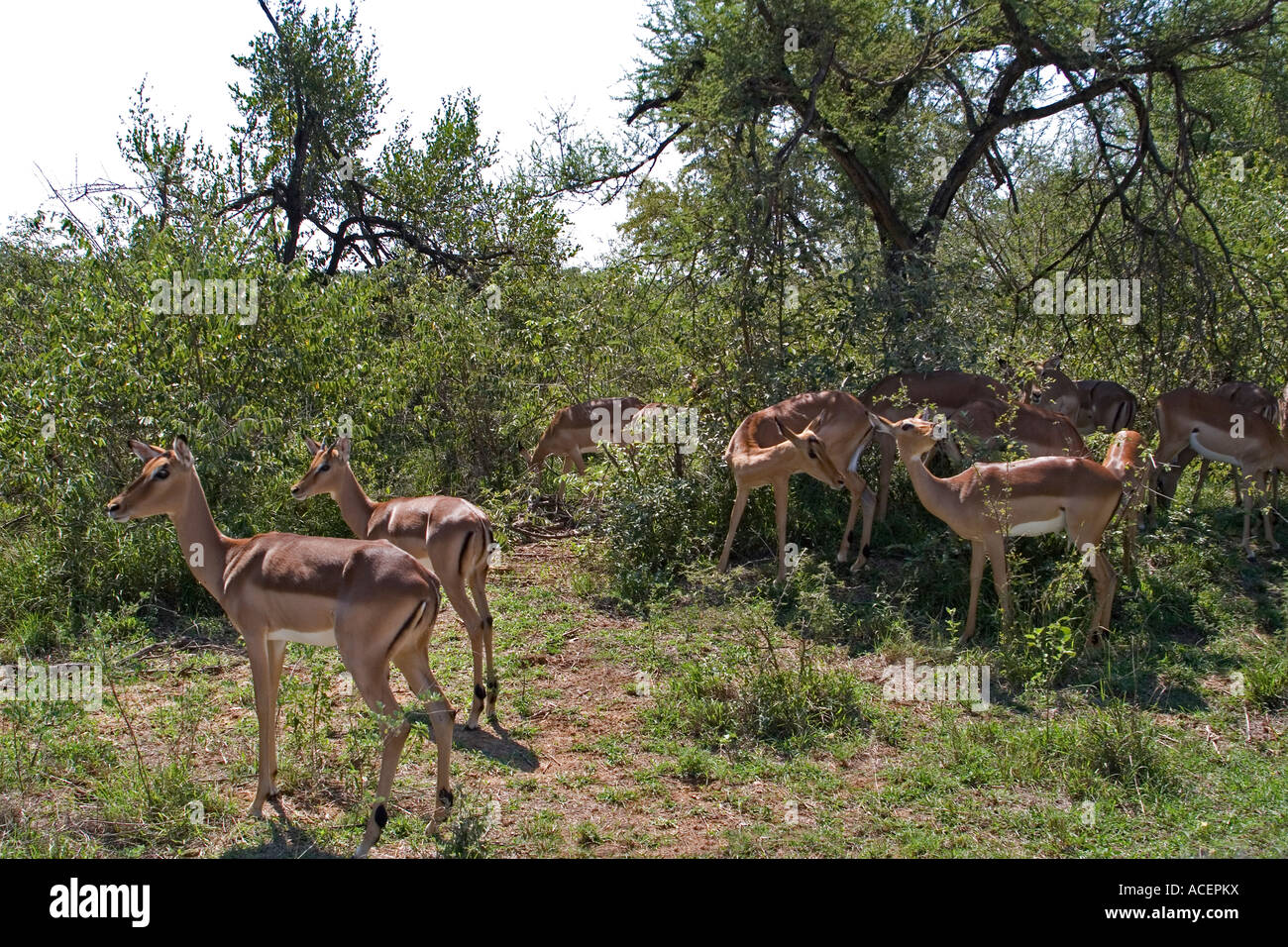 Impala herd in woodland habitat, Kruger National Park, South Africa ...