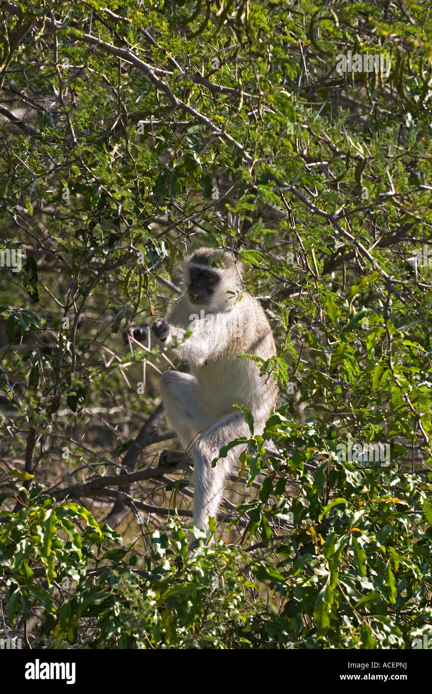 Bushmeat monkey hi-res stock photography and images - Alamy