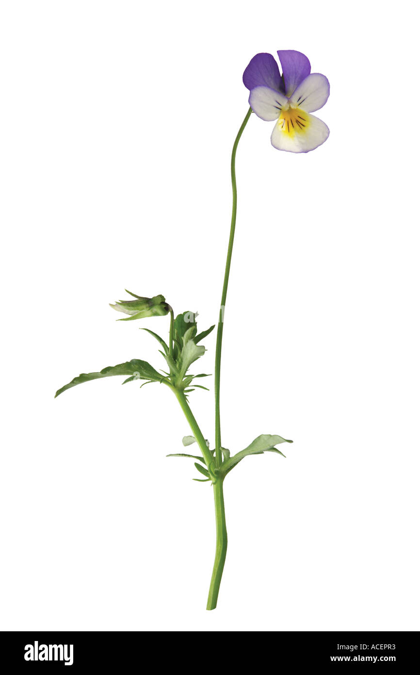 Viola tricolor Cut Out Stock Images & Pictures - Alamy