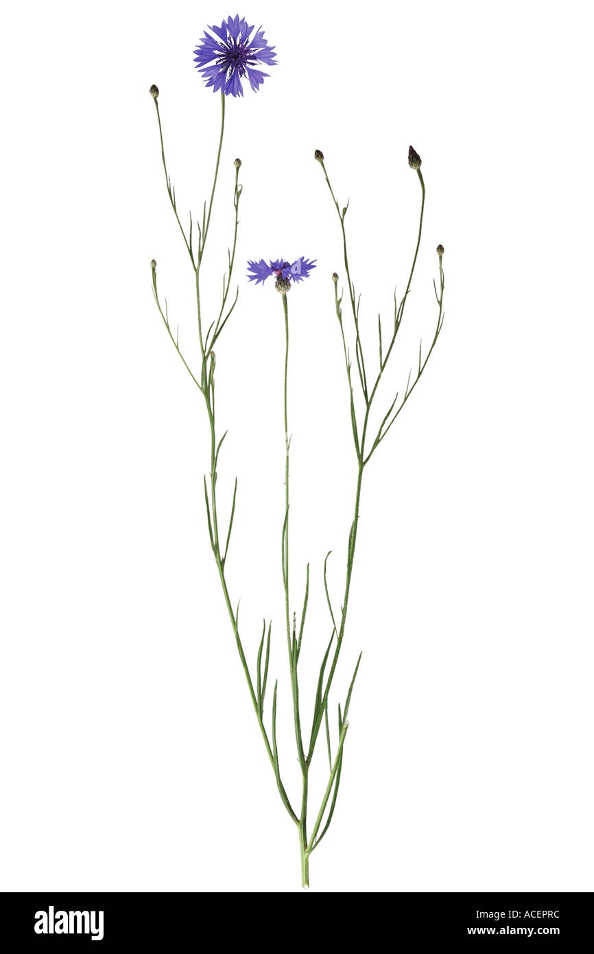 Cornflower centaurea tea hi-res stock photography and images - Alamy