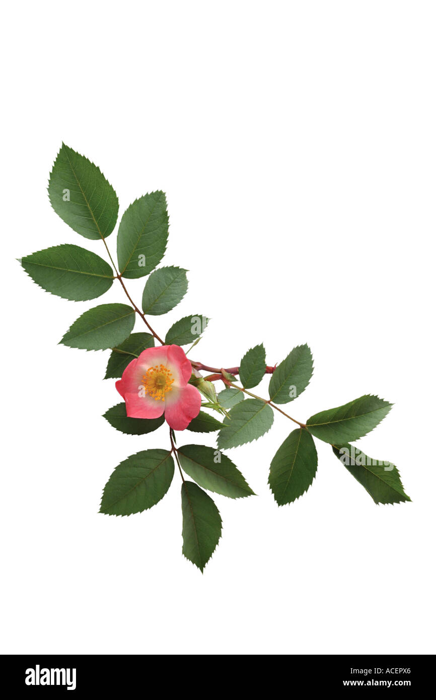 French Rose Rosa Gallica Stock Photos & French Rose Rosa Gallica Stock ...