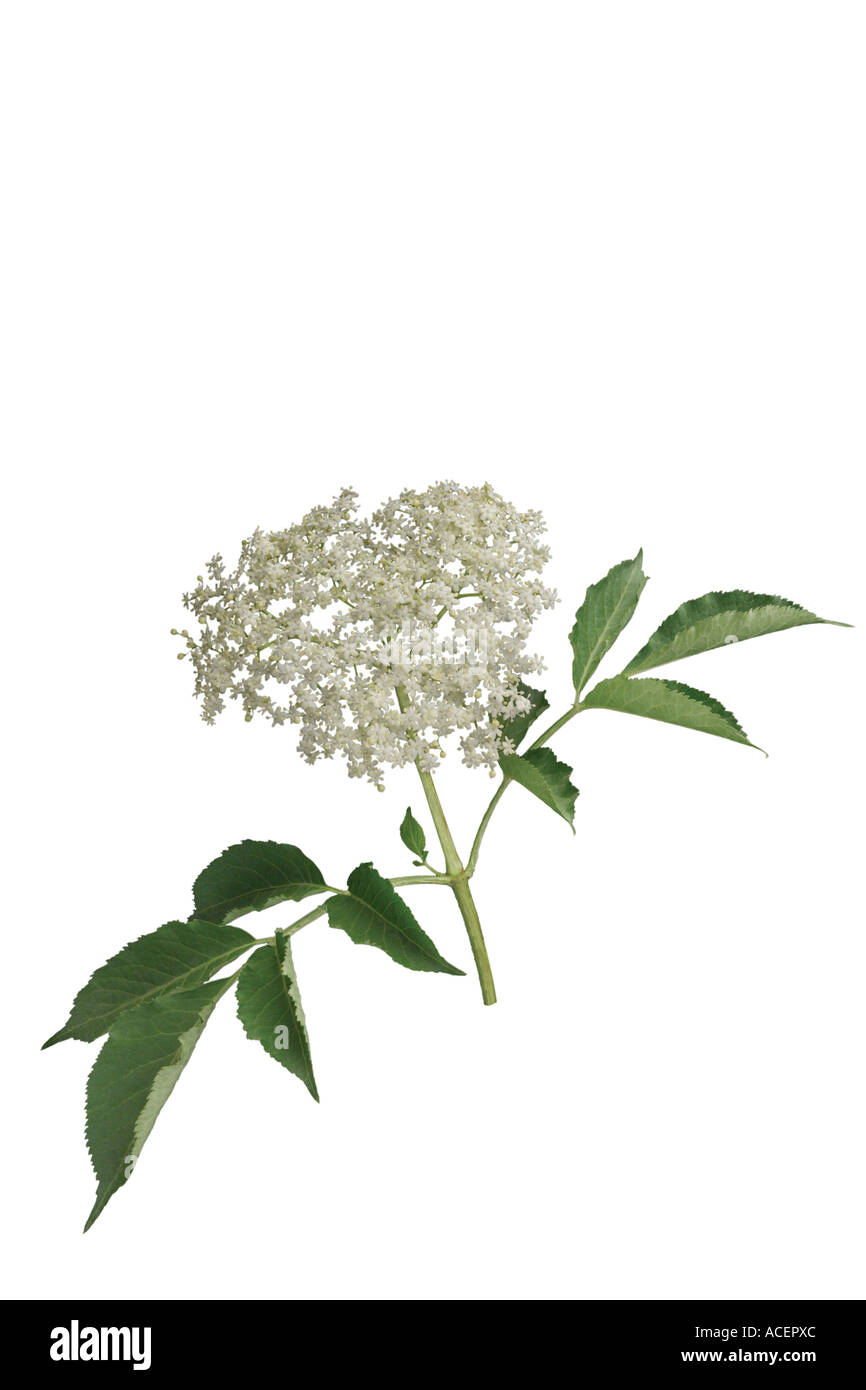 Sambucus nigra flower Cut Out Stock Images & Pictures - Alamy