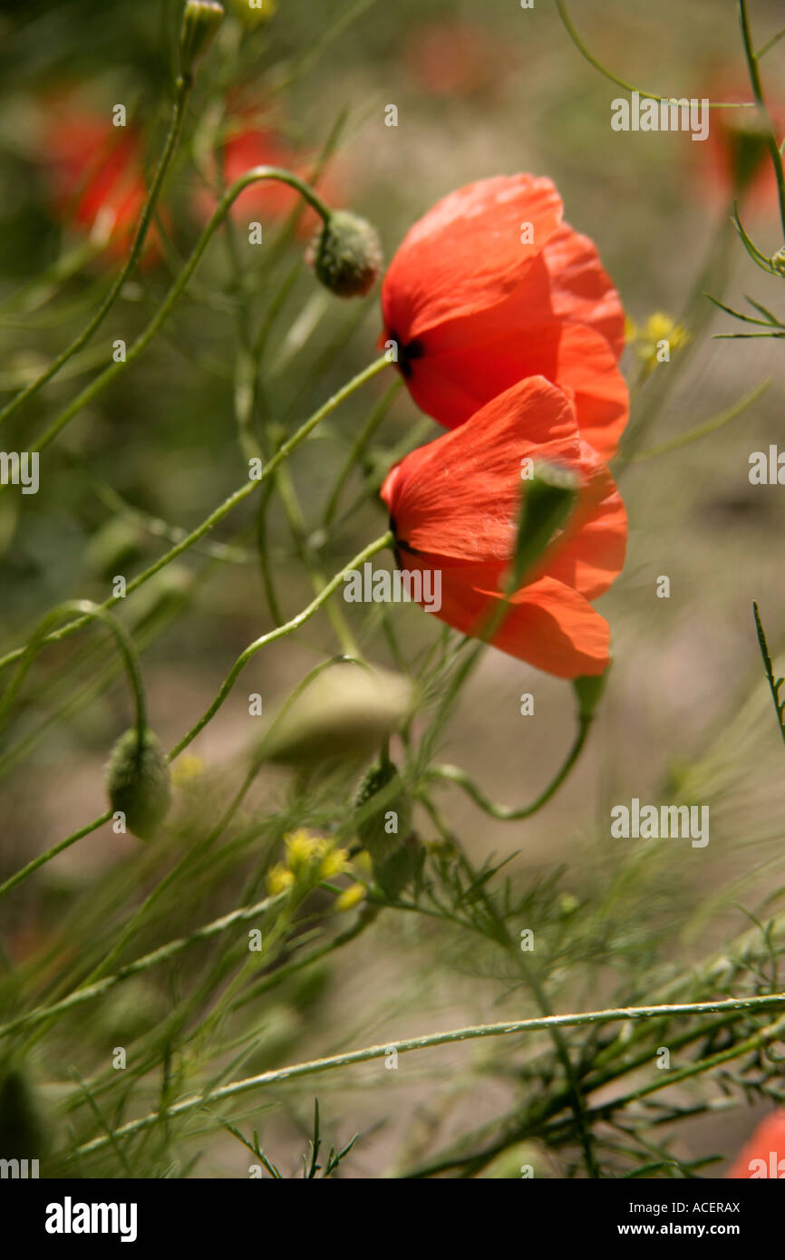 Red poppies in a valley in Cappadocia, Turkey Stock Photo - Alamy
