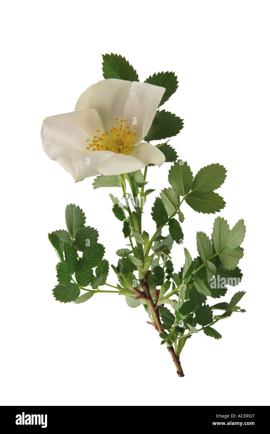 Small white rose - Rosa sp Stock Photo - Alamy