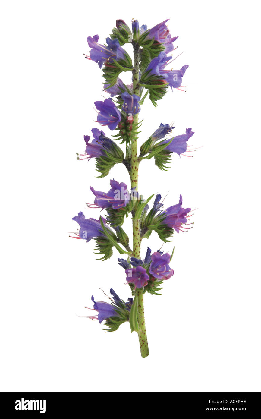 Lycopodium clavatum club moss Cut Out Stock Images & Pictures - Alamy