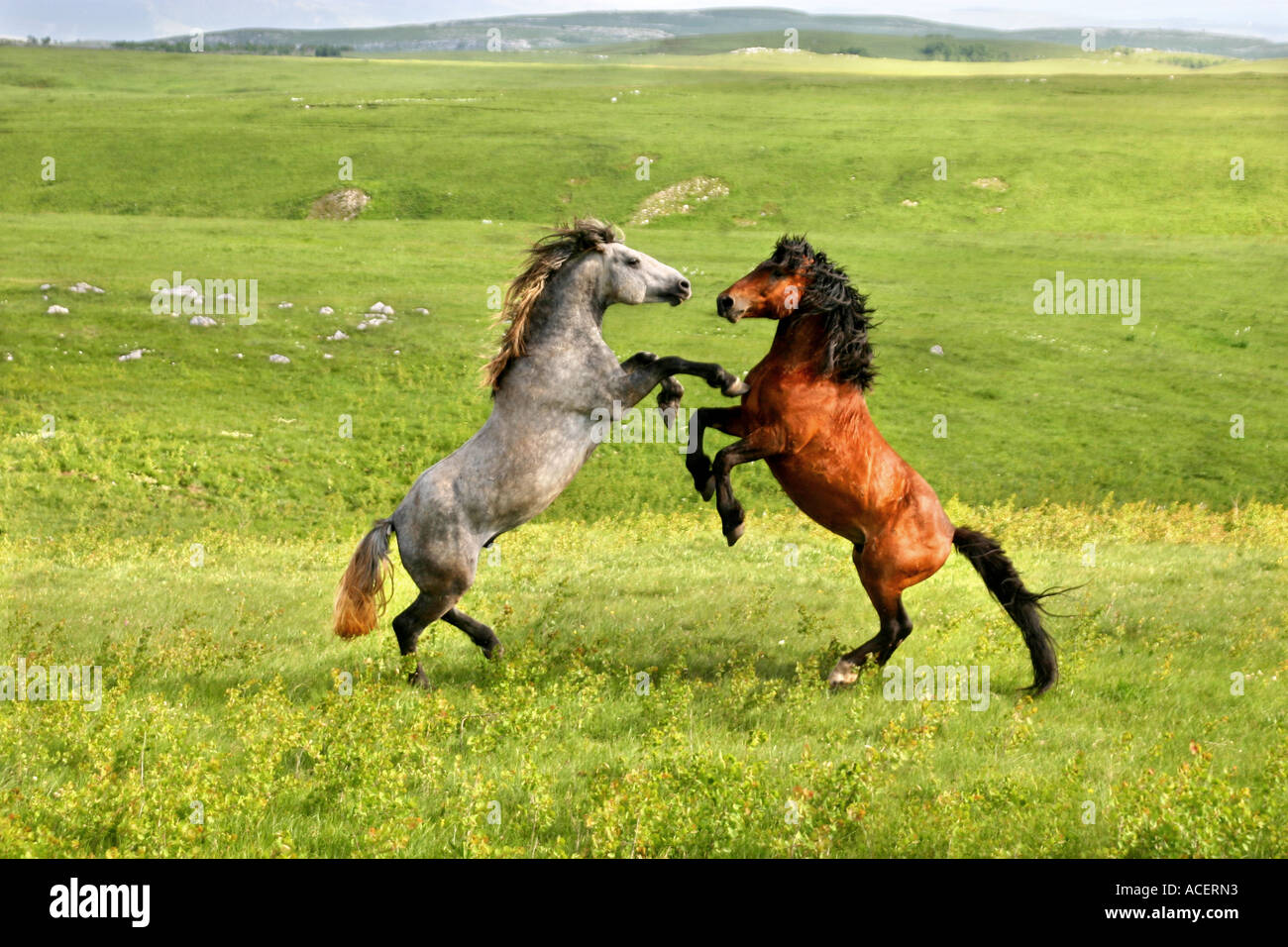 Horses Fighting In The Wild