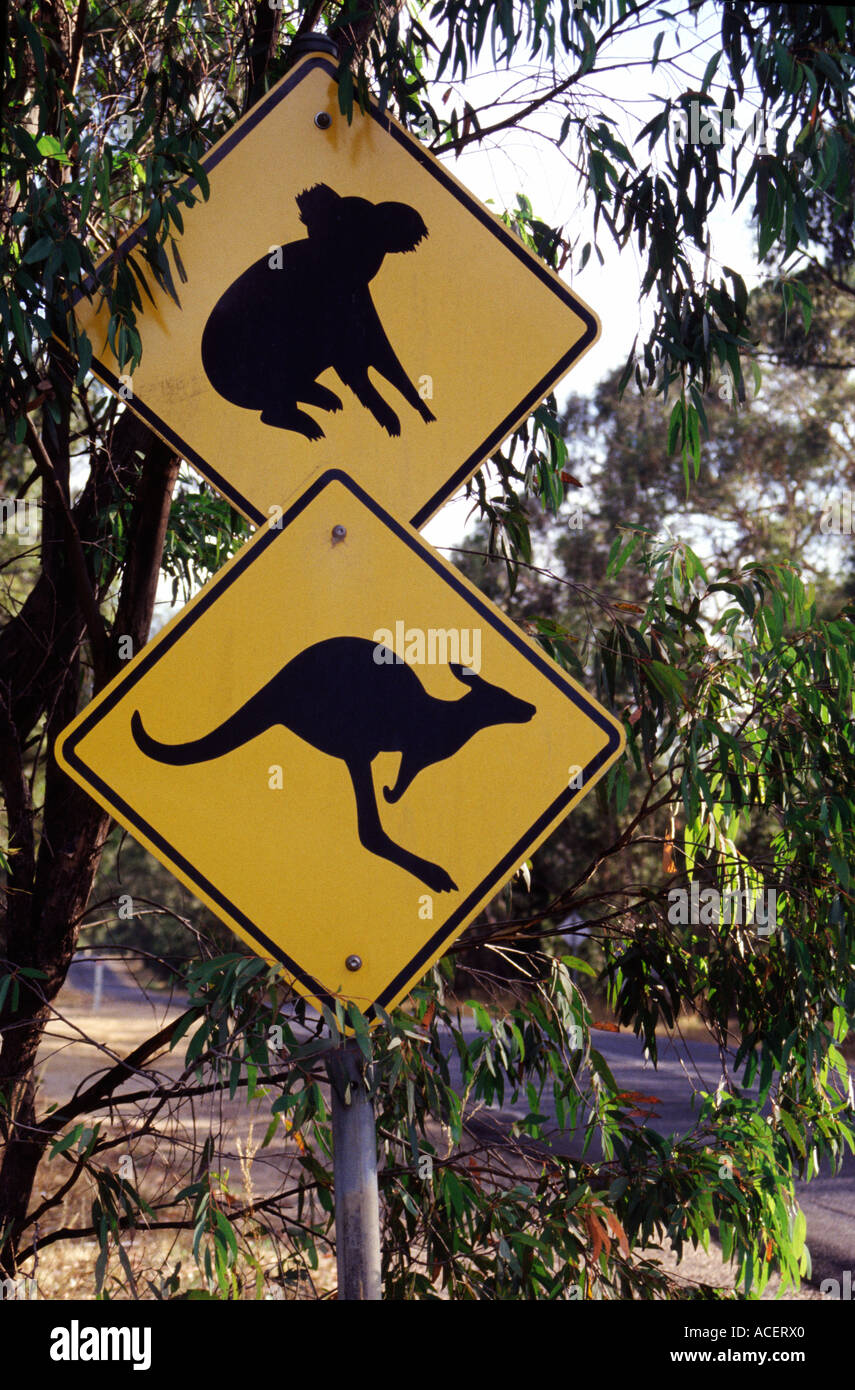 Australian roadsign warning of Kangaroos and Koalas Stock Photo - Alamy
