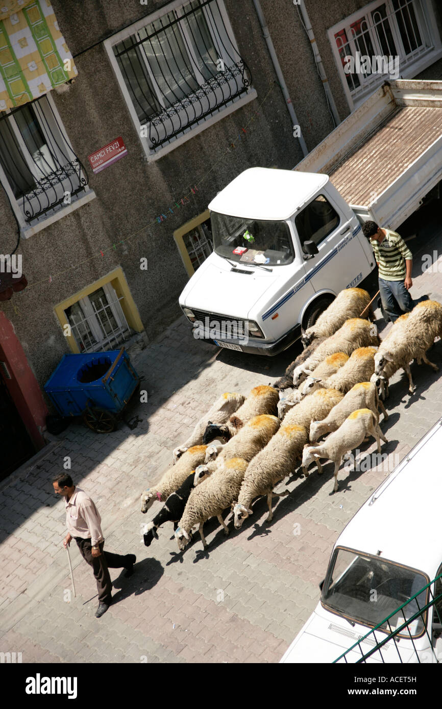 Sheep istanbul turkey hi-res stock photography and images - Alamy