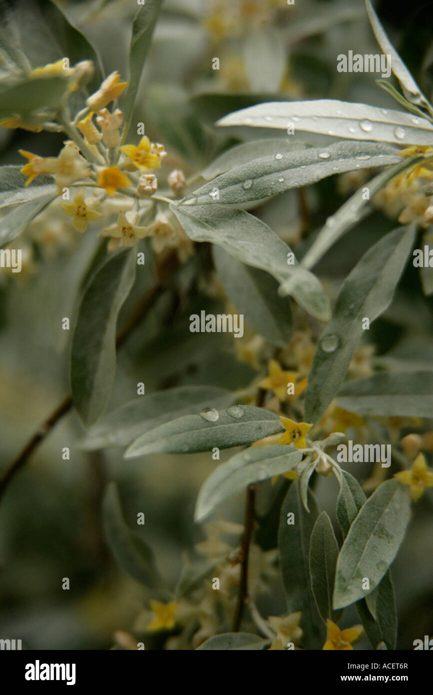 Flowers of the wild olive tree in Cappadocia, Turkey Stock Photo - Alamy