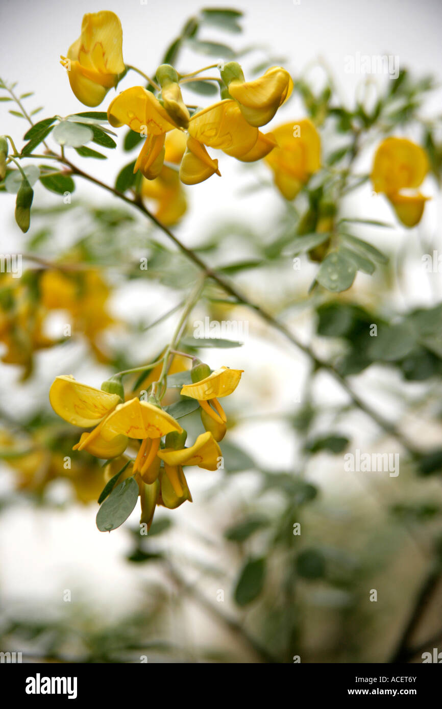 Bladder senna tree hi-res stock photography and images - Alamy