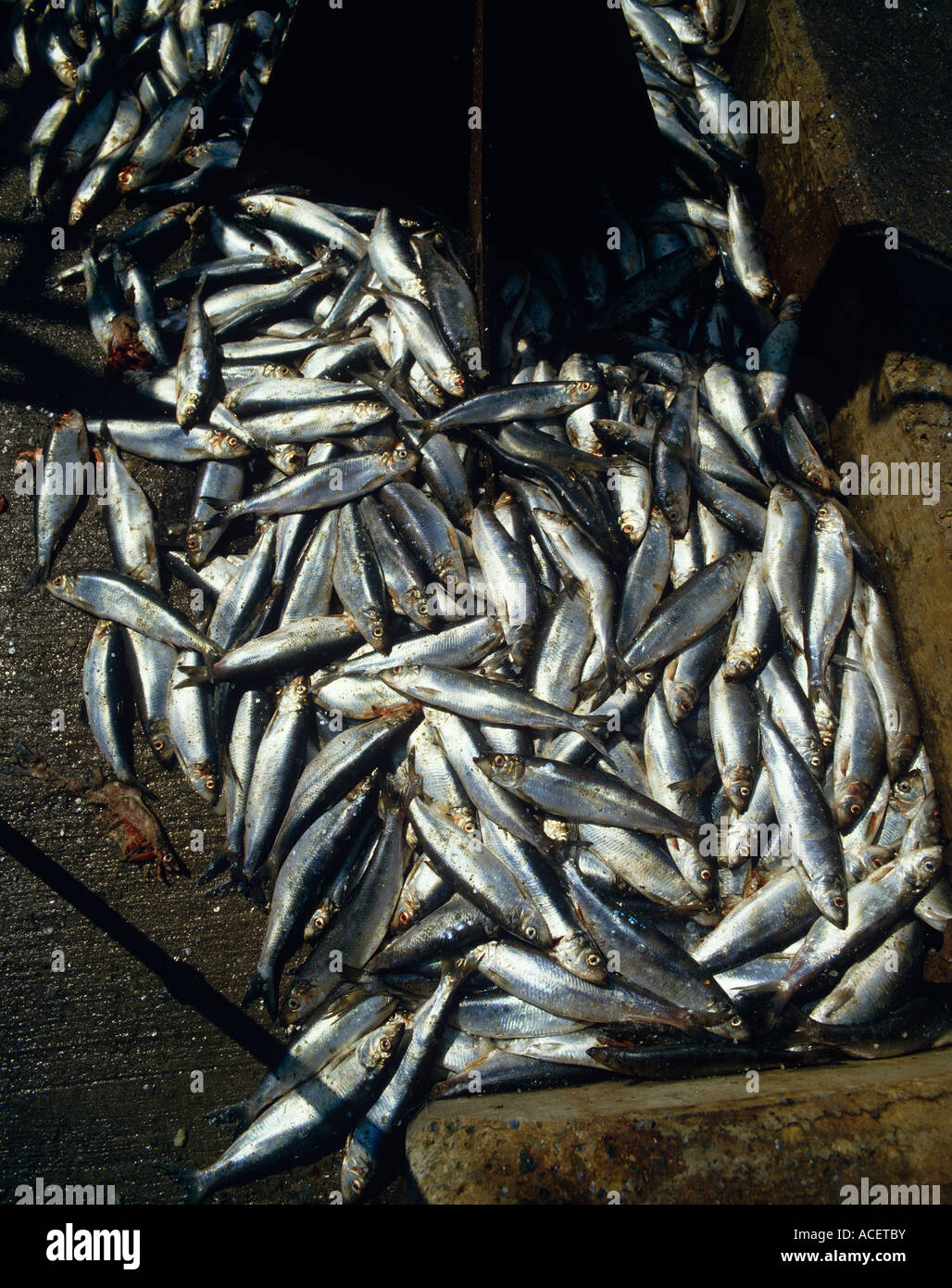 Pile of fish Stock Photo - Alamy
