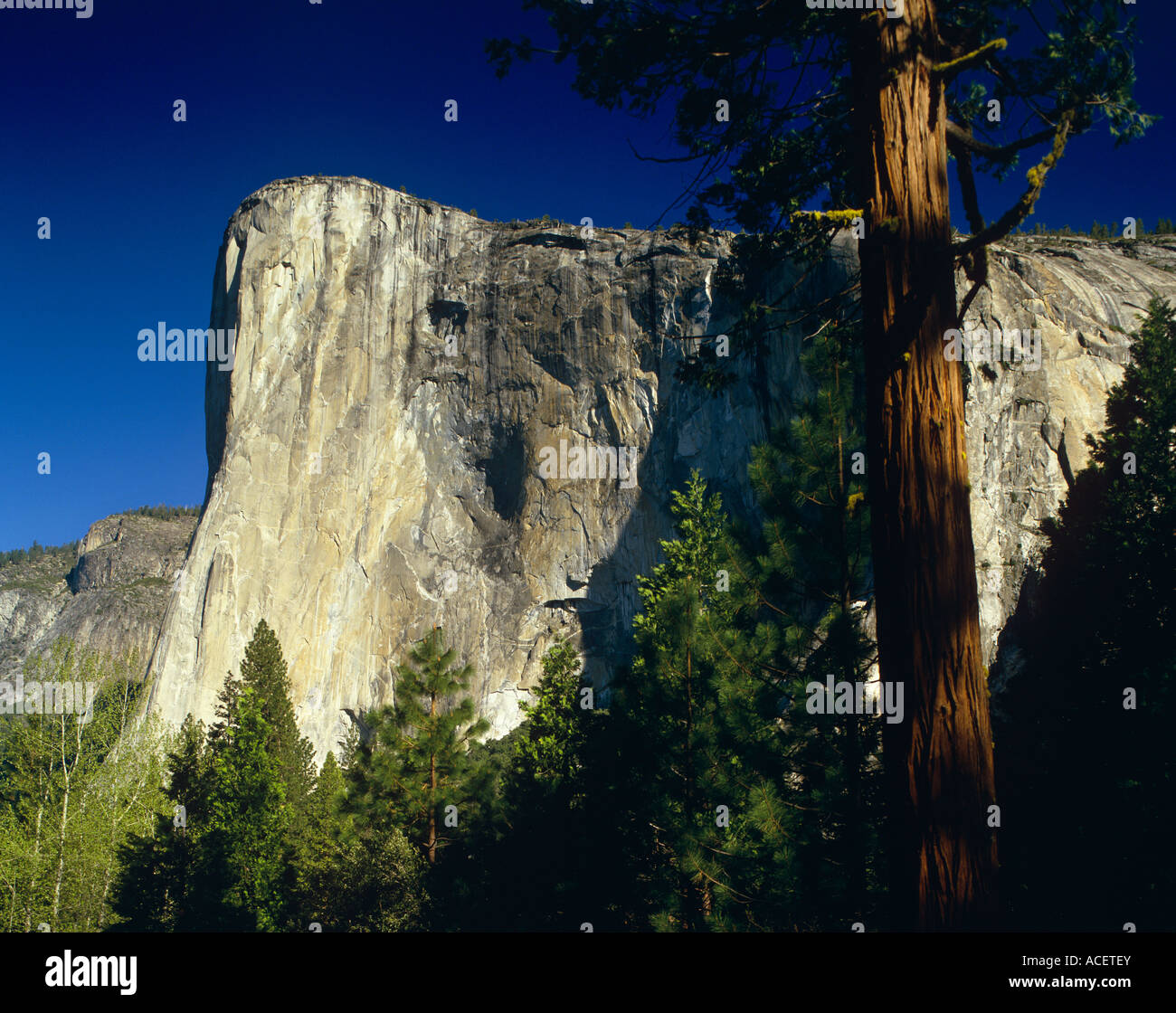 Tree with mountain cliff Stock Photo - Alamy