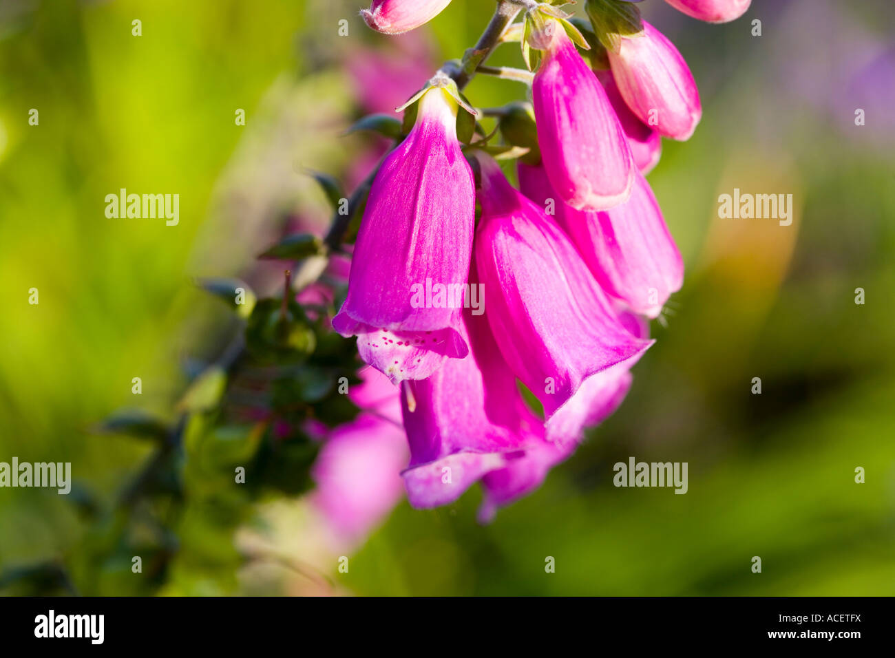Foxglove stem background hi-res stock photography and images - Alamy