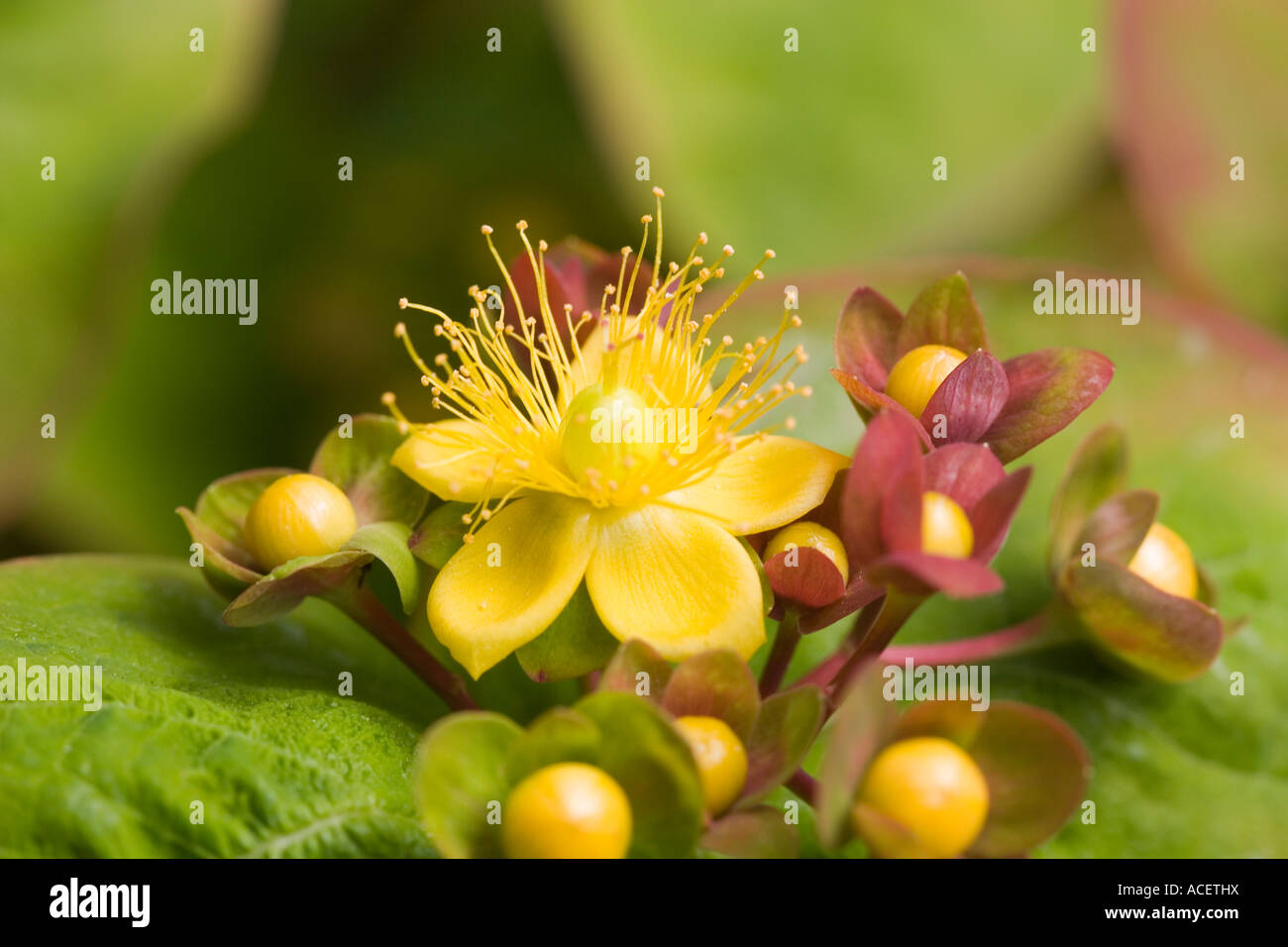 Summer hypericum flower hi-res stock photography and images - Alamy