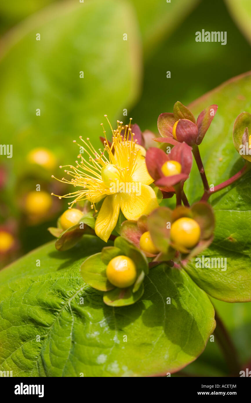 Summer hypericum flower hi-res stock photography and images - Alamy