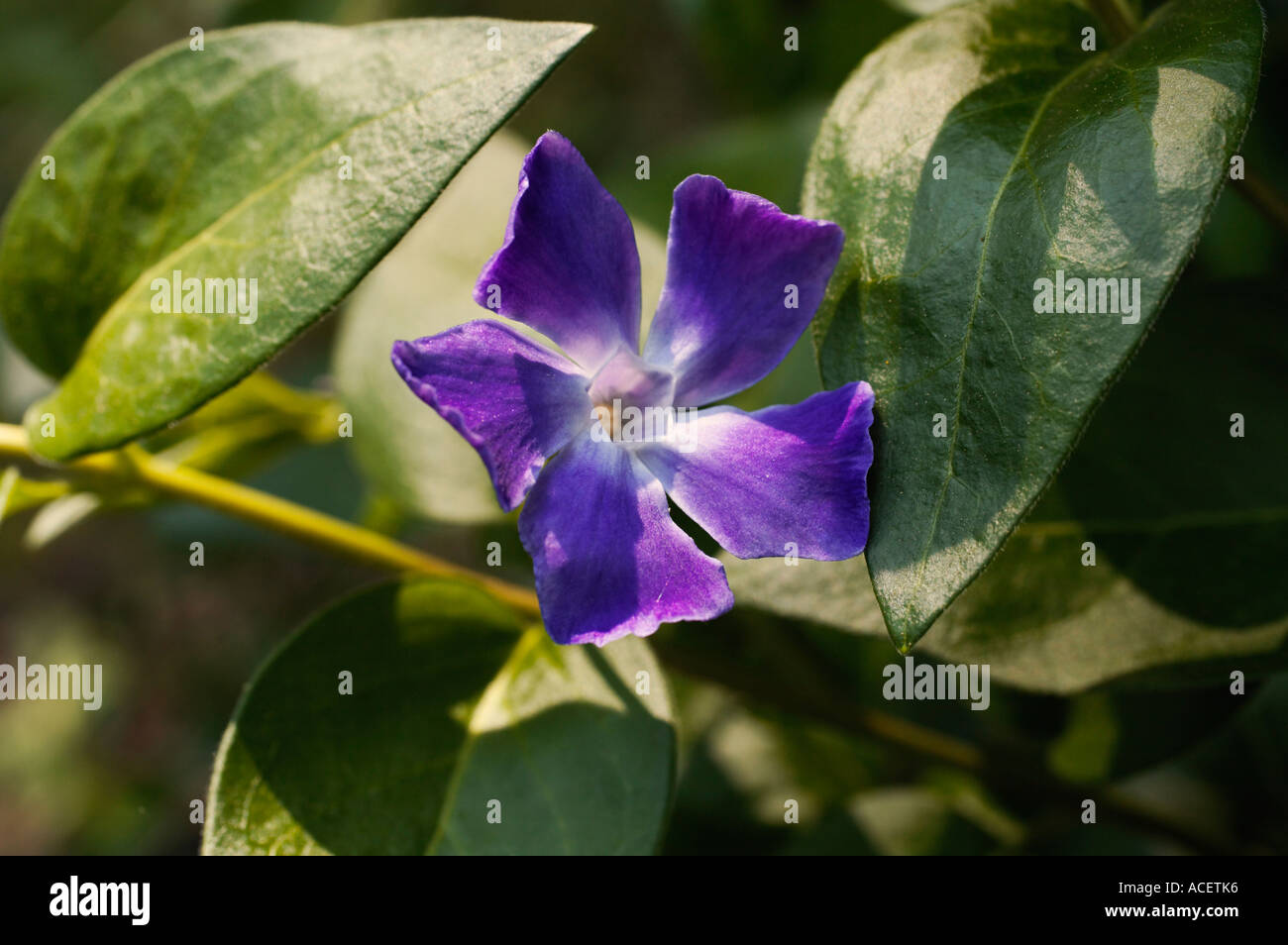 Periwinkle wildflowers hi-res stock photography and images - Alamy