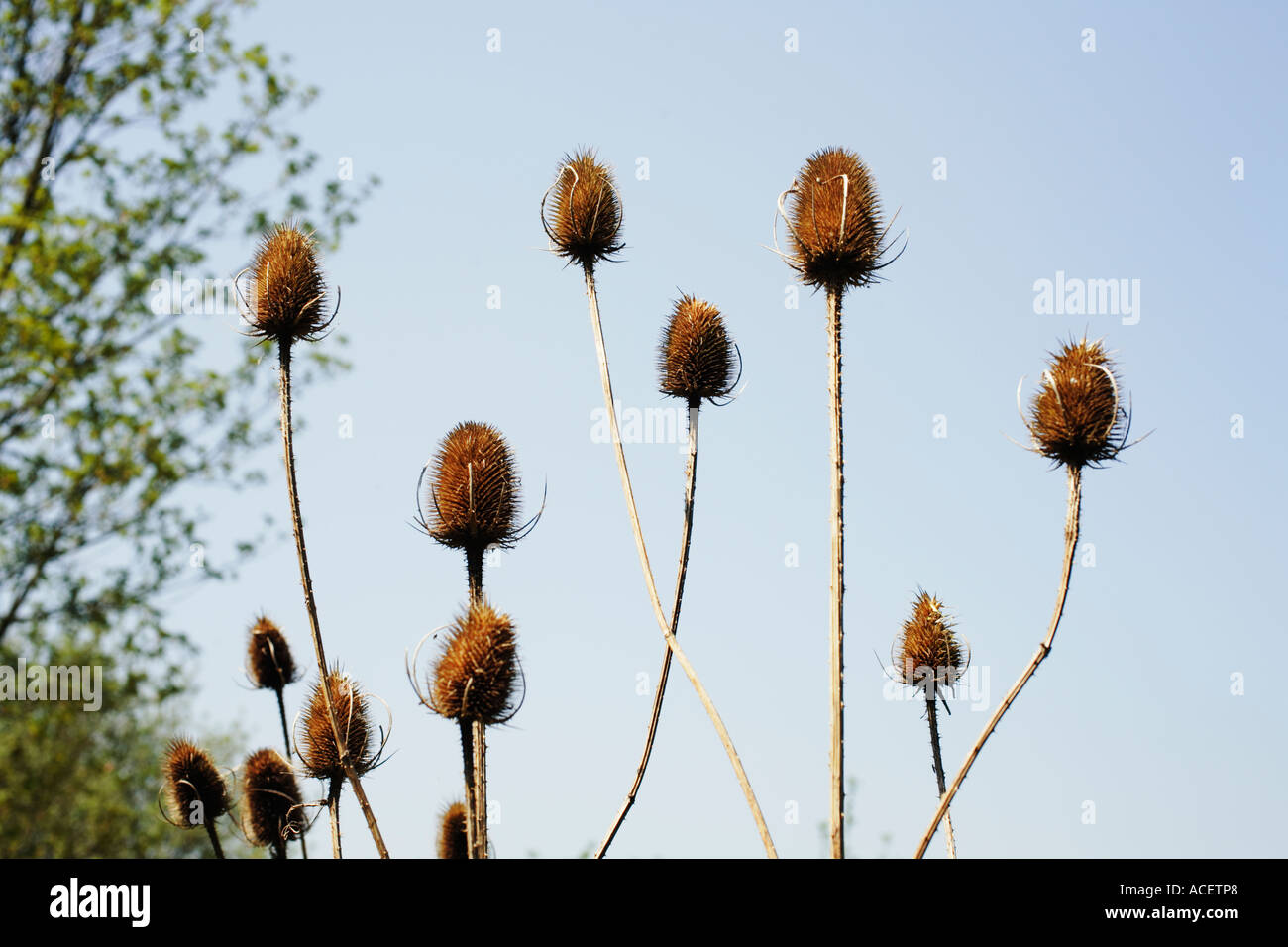Teazels hi-res stock photography and images - Alamy