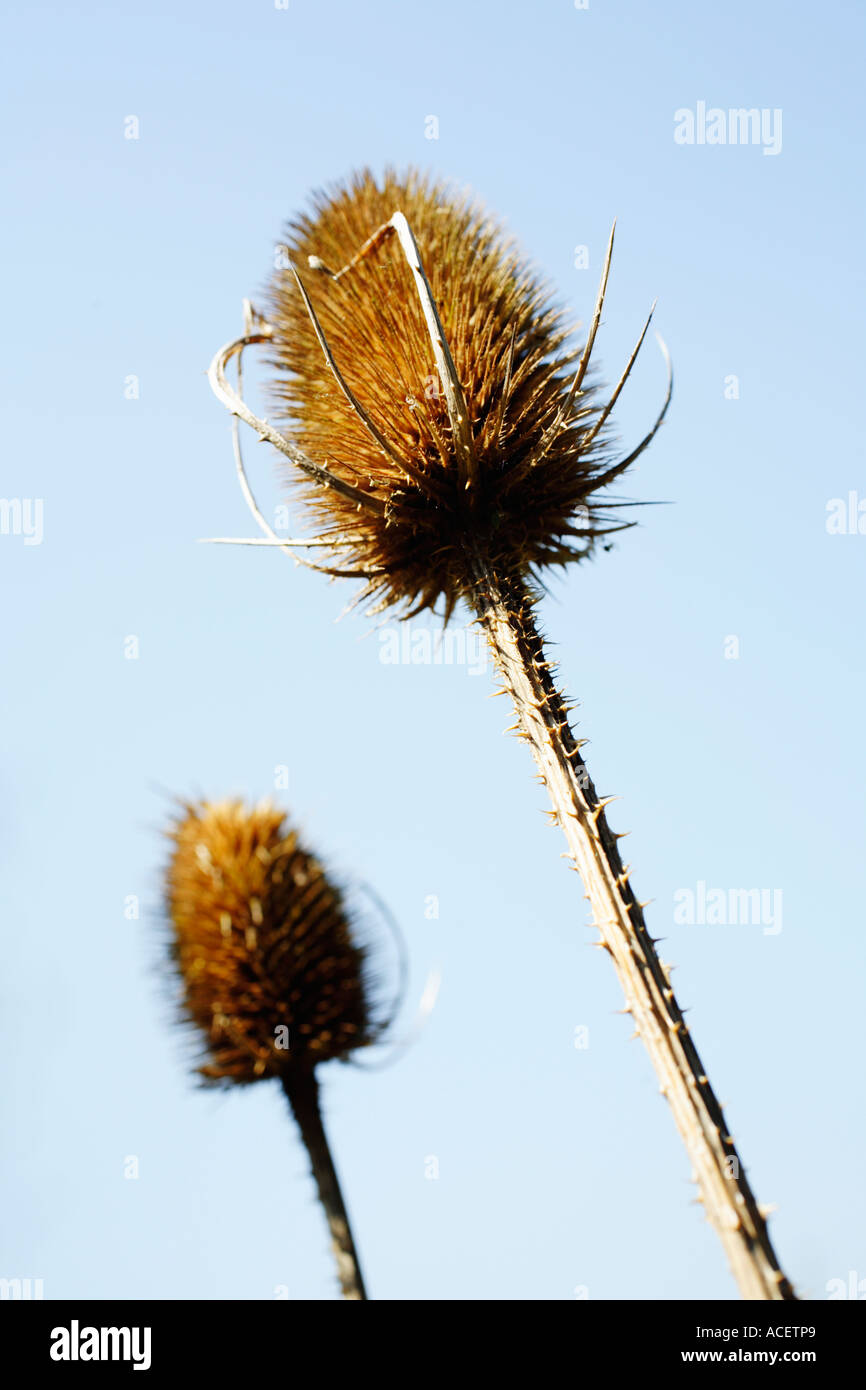 Teazels hi-res stock photography and images - Alamy