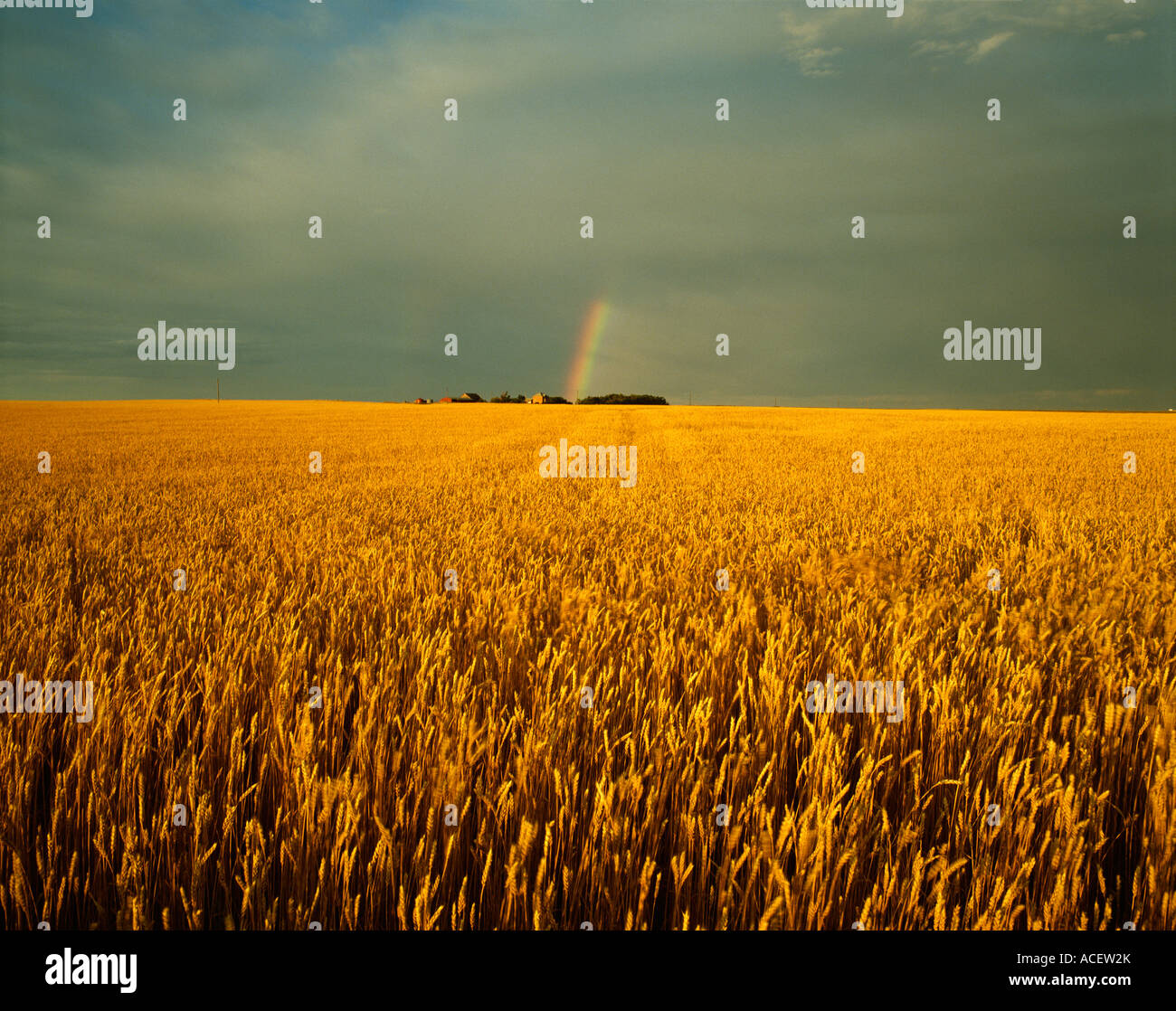 Wheat field with rainbow Stock Photo - Alamy