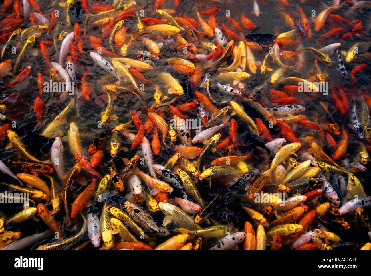 Shanghai China Goldfish in Zhongyan Road Park Stock Photo - Alamy