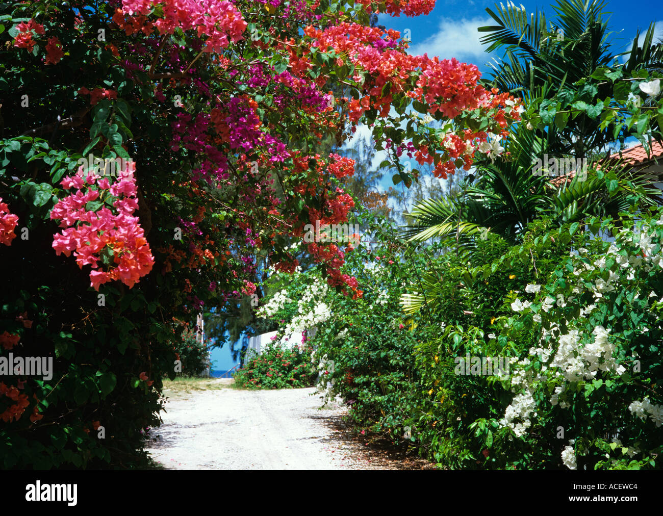 National flower of barbados hi-res stock photography and images - Alamy