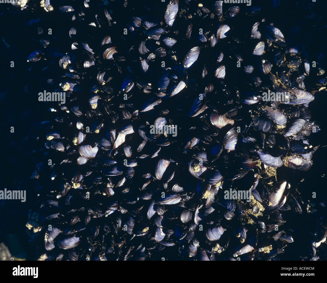 Pile of seashells mussels Stock Photo - Alamy