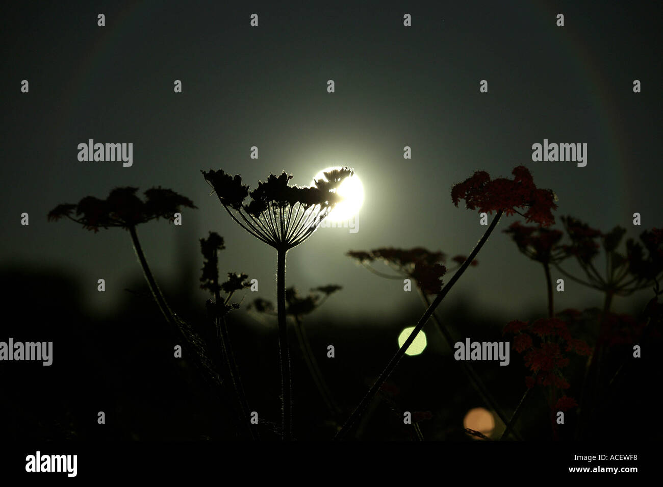 Summer solstice moon hi-res stock photography and images - Alamy