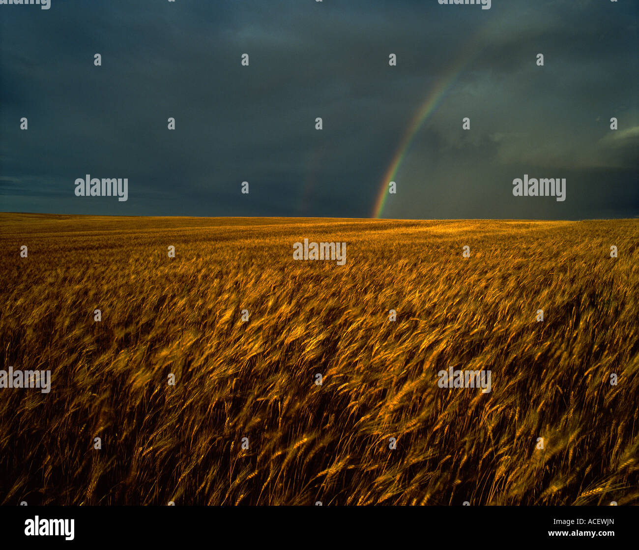 Wheat field with rainbow Stock Photo - Alamy