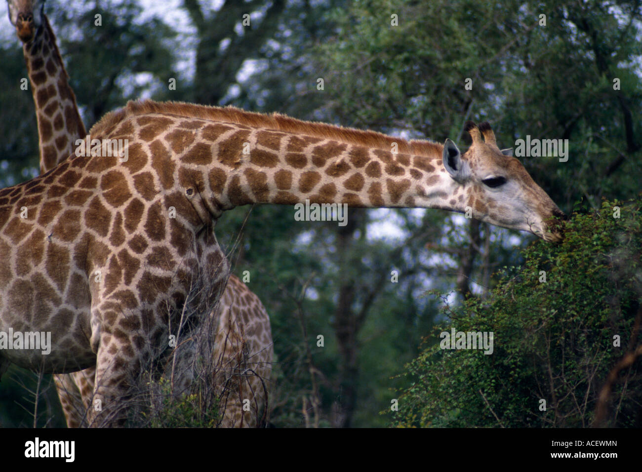 Giraffe eating from tree Stock Photo - Alamy