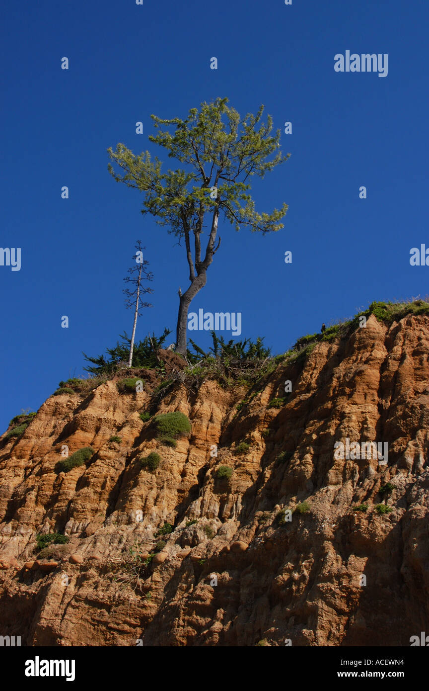 Tree on Cliff Stock Photo - Alamy