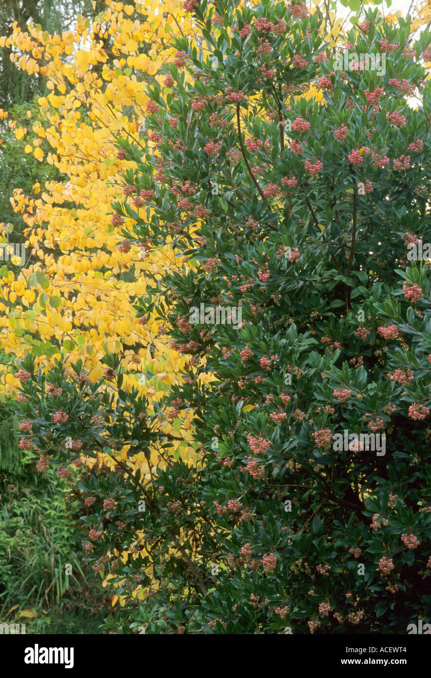 Arbutus unedo rubra hi-res stock photography and images - Alamy