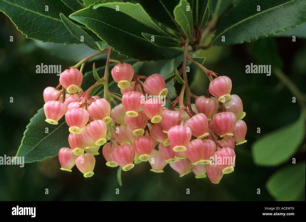 Arbutus unedo rubra hi-res stock photography and images - Alamy