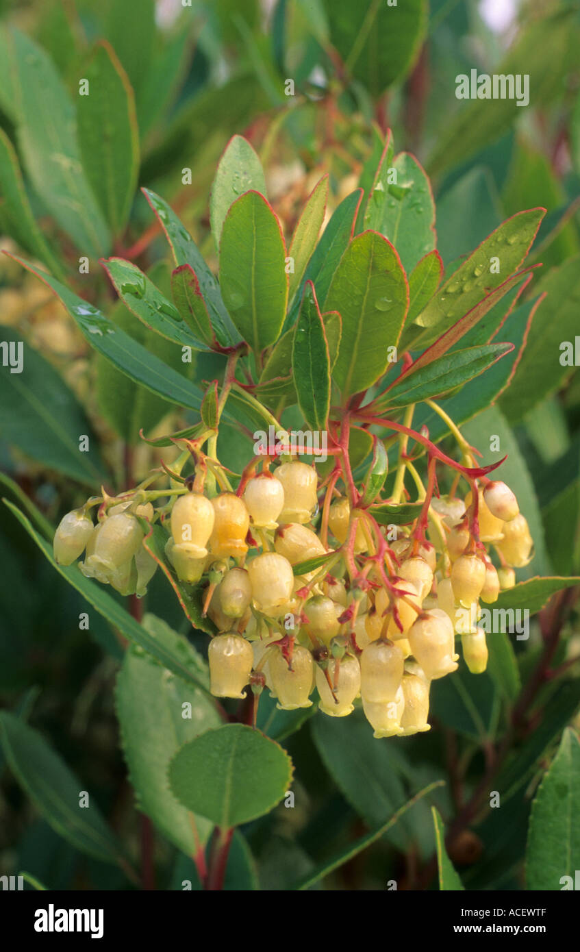 Arbutus unedo flower hi-res stock photography and images - Alamy