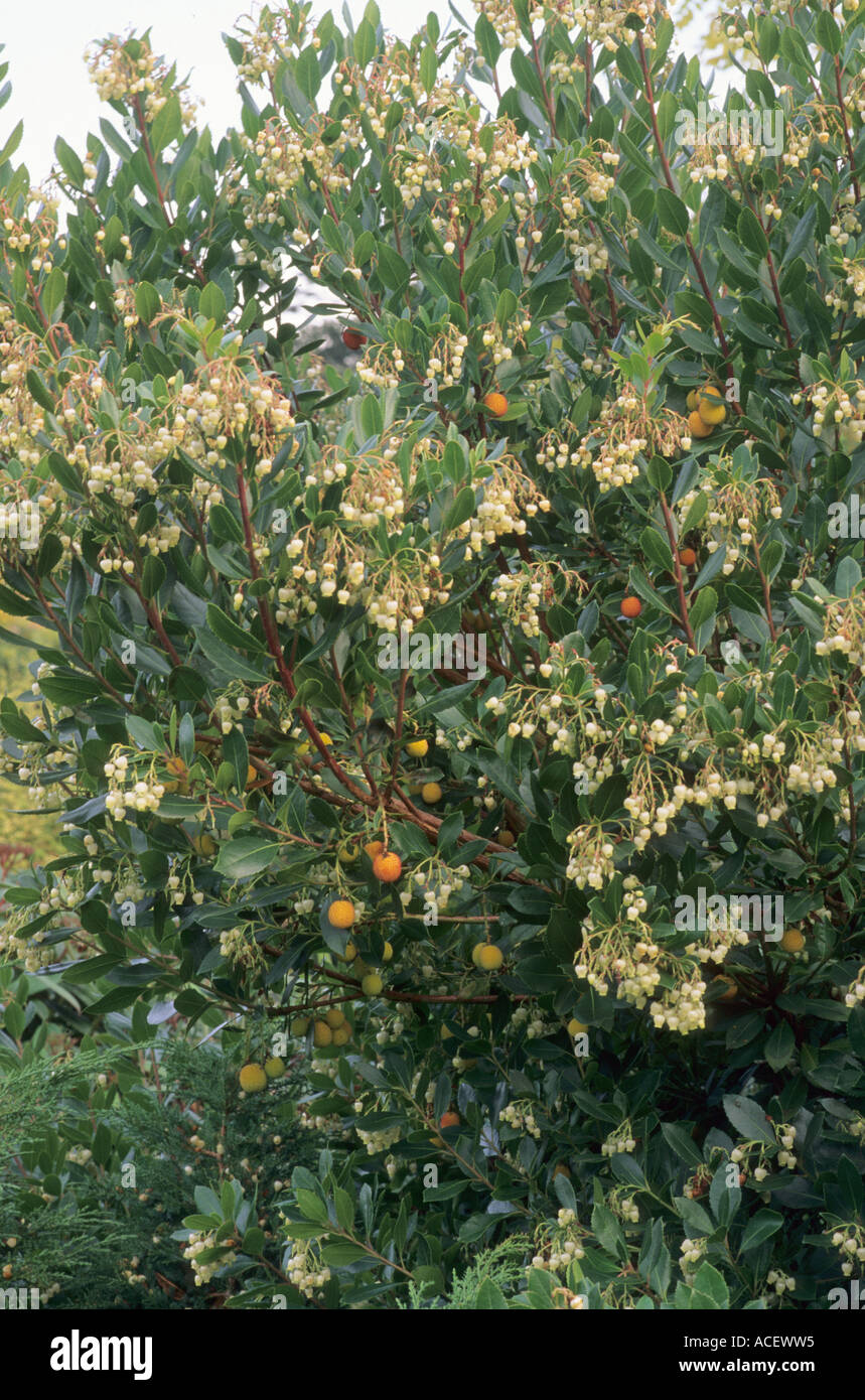 Arbutus unedo whole tree Stock Photo - Alamy