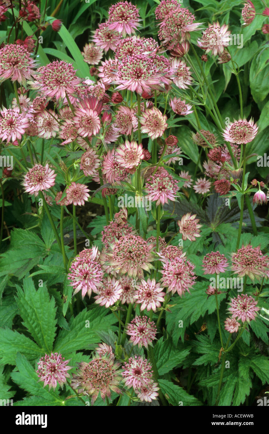 Astrantia major Canneman Stock Photo - Alamy