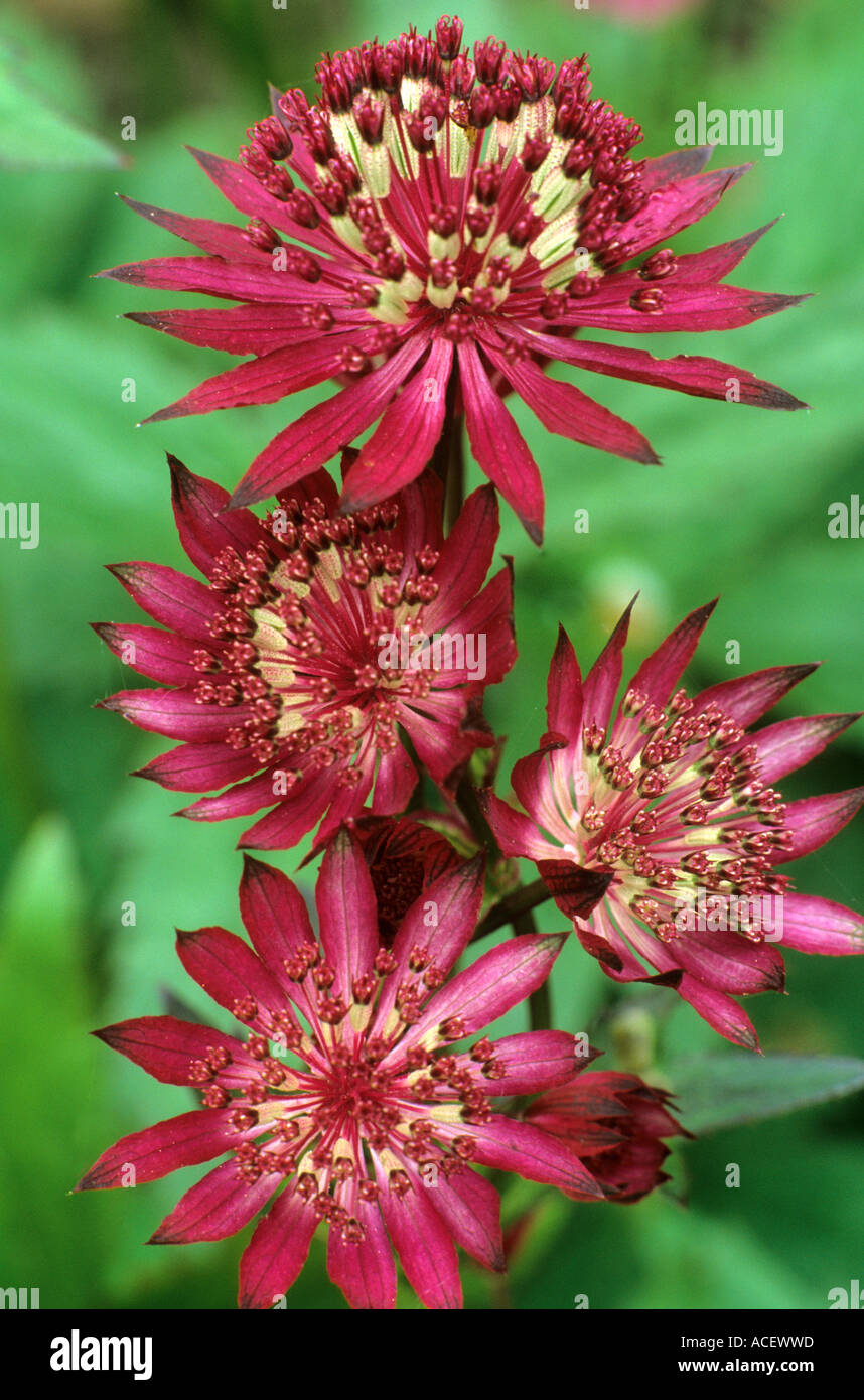 Astrantia major Ruby Wedding Stock Photo - Alamy