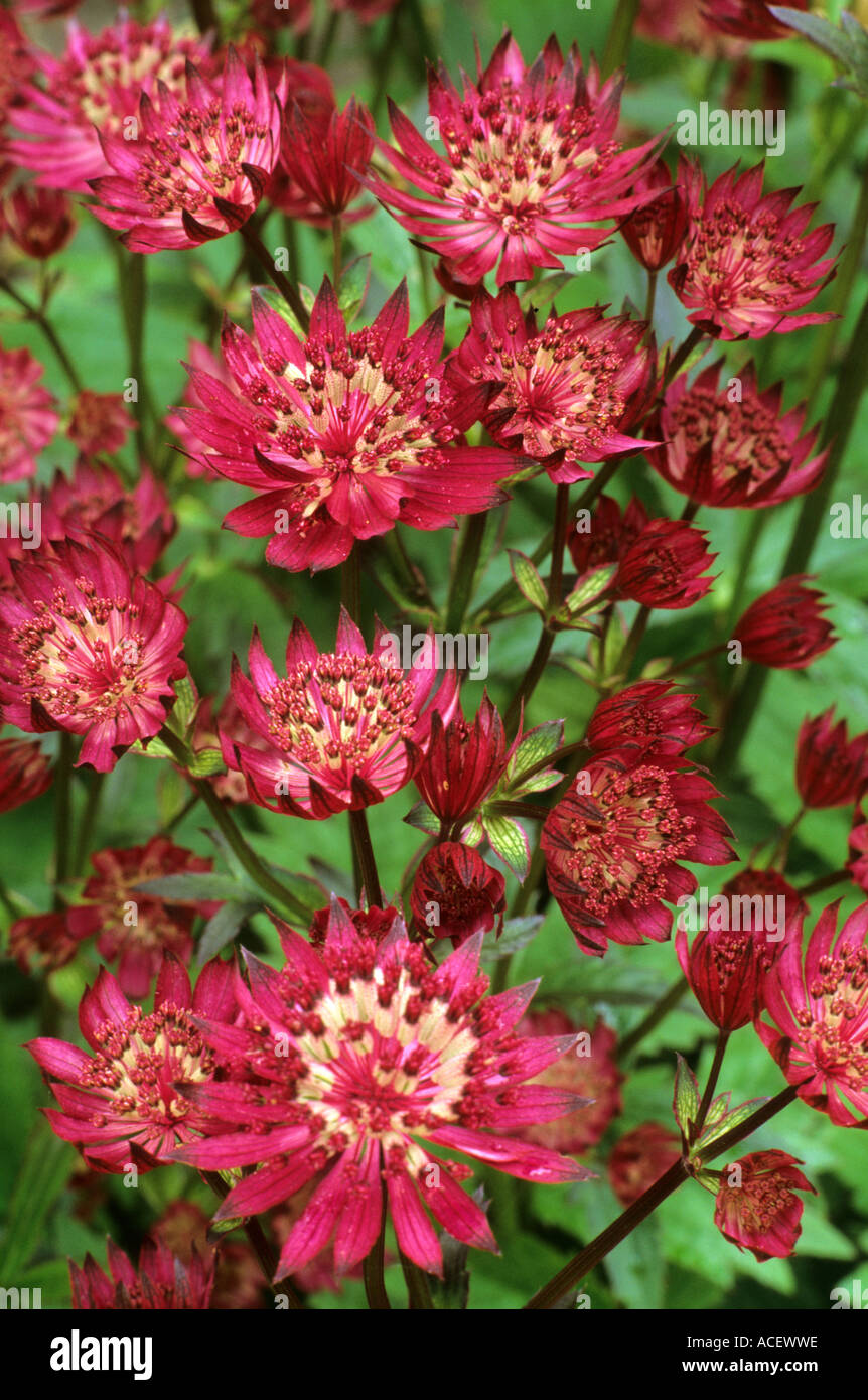Astrantia major Ruby Wedding Stock Photo - Alamy