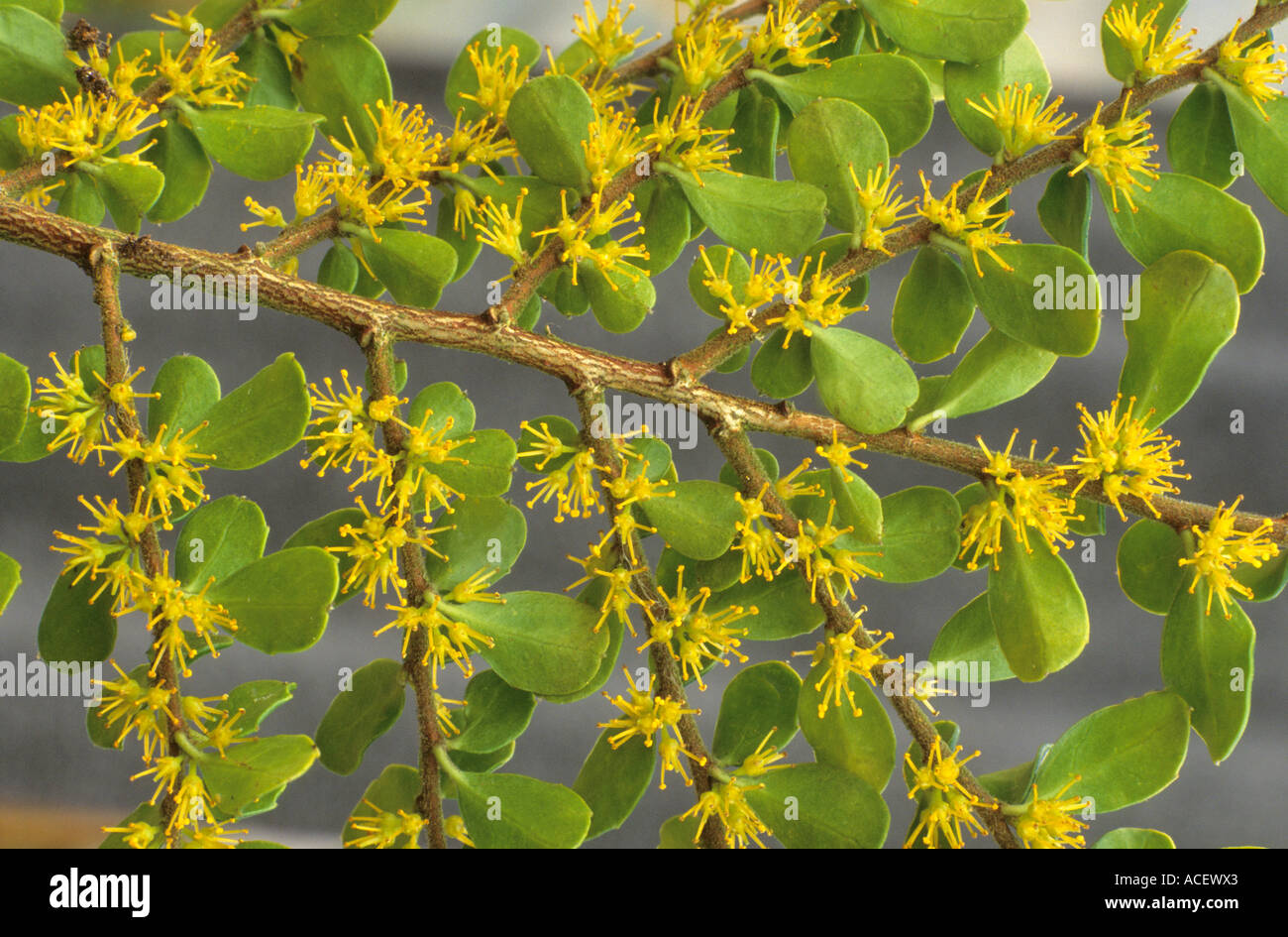 Yellow flowers azaras hi-res stock photography and images - Alamy