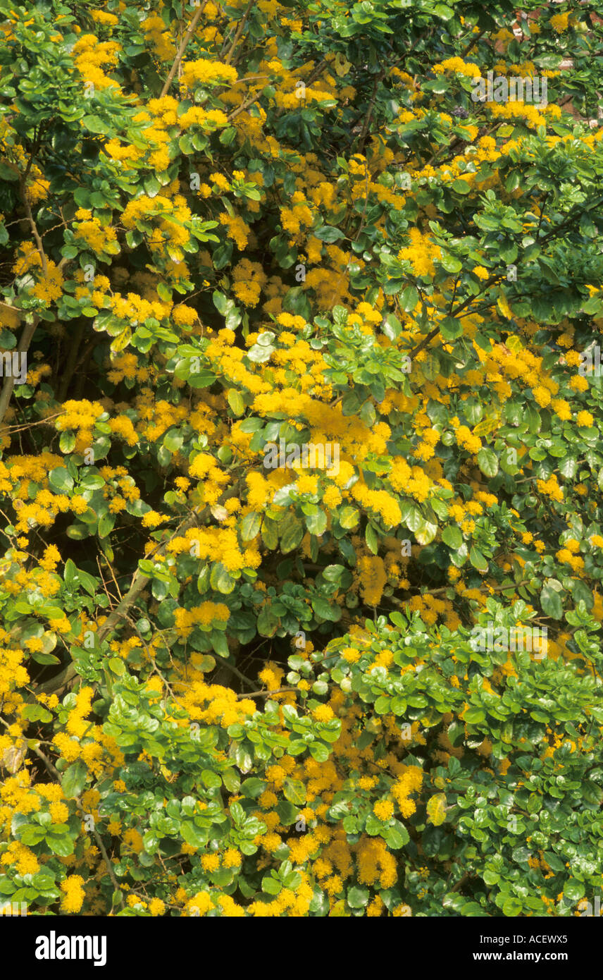 Azara High Resolution Stock Photography and Images - Alamy