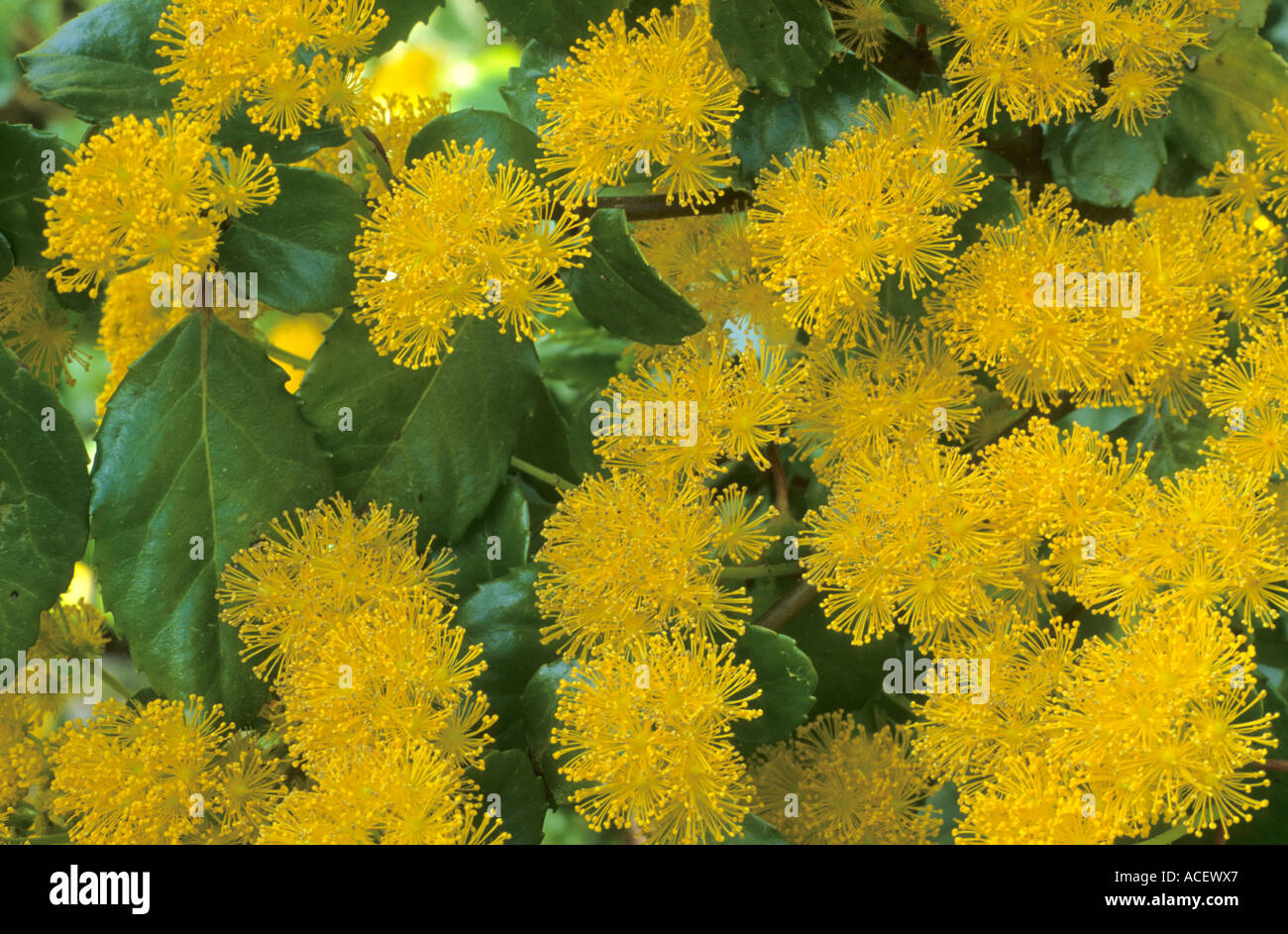 Azara serrata hi-res stock photography and images - Alamy
