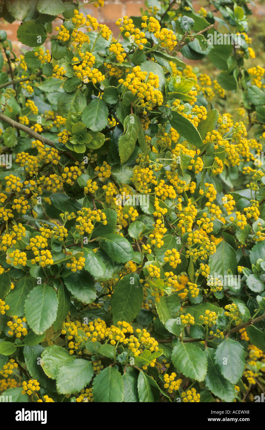 Azara serrata hi-res stock photography and images - Alamy