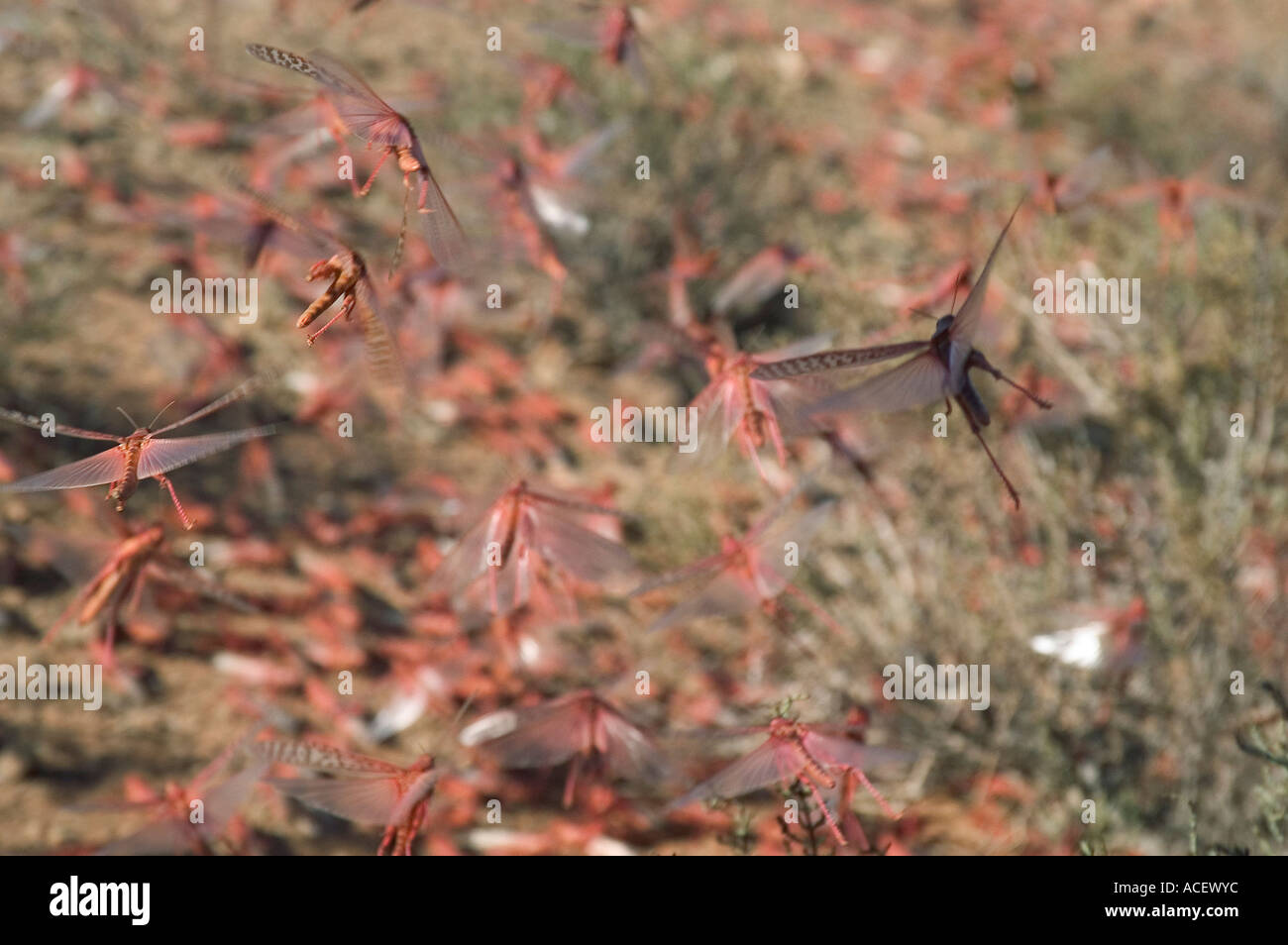 Grasshoppers plague hi-res stock photography and images - Alamy