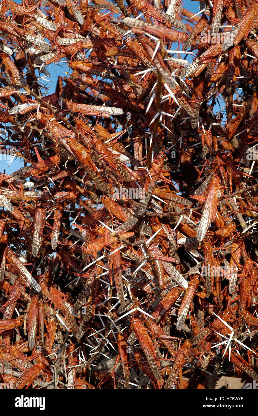 Locust plague hi-res stock photography and images - Alamy