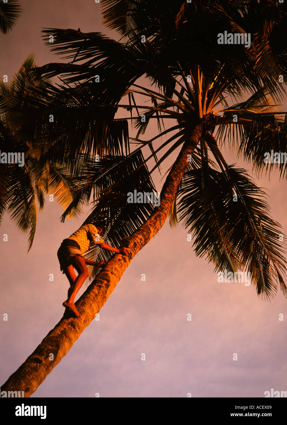 India Goa Palolem toddy tapper at work Stock Photo - Alamy