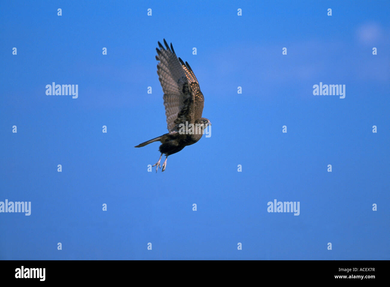 The brown falcon falco berigora hi-res stock photography and images - Alamy