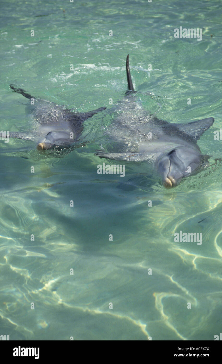 Child dolphins hi-res stock photography and images - Alamy